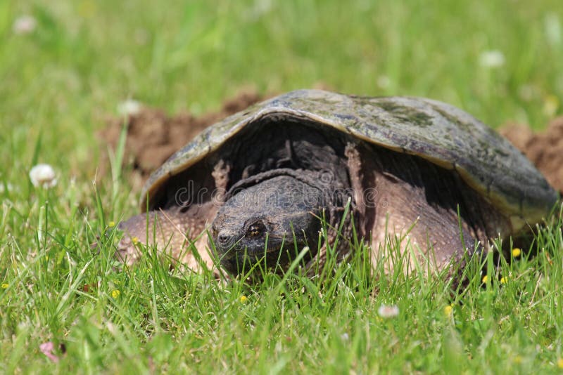 Close Up of the Head and Shell of a Female Common Snapping Turtle ...