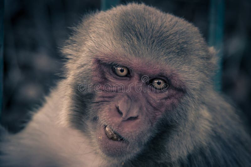 Close Up Front View of Monkey Face.Monkey Eat Fruit and Looking Stock ...