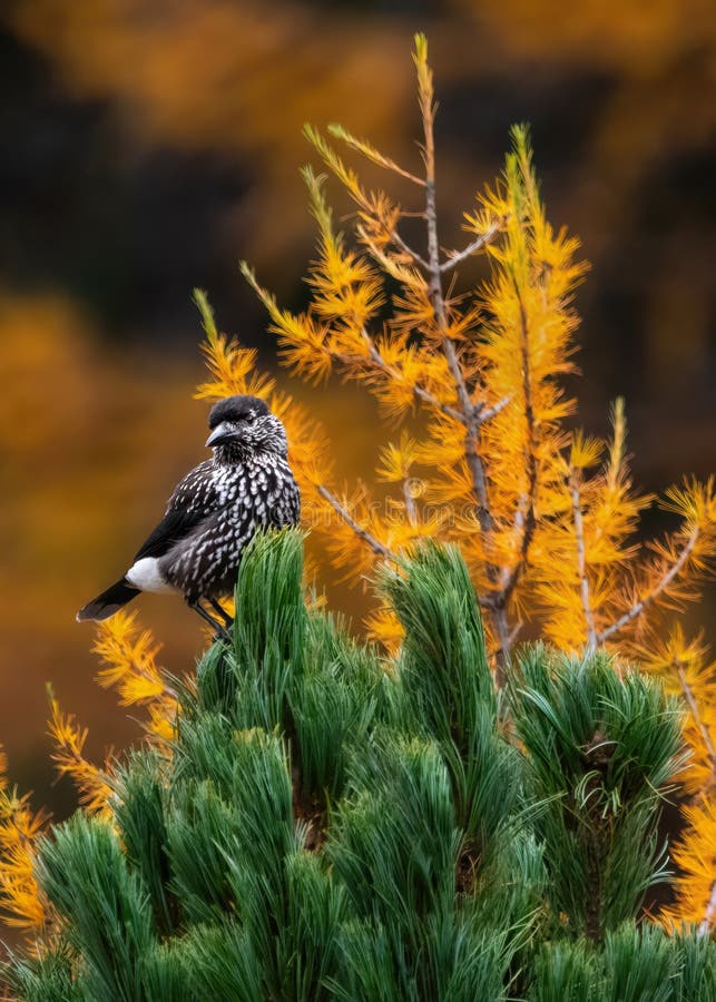 A Northern Nutcracker (Nucifraga Caryocatactes) in Fall Stock Photo ...