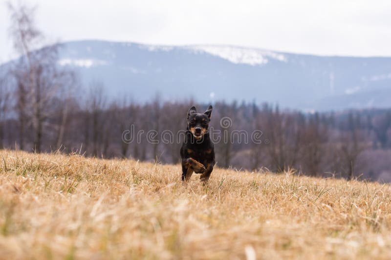 Close-up of Front View of a Running Ratter Dog on Meadow. Stock Photo ...