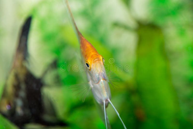 A Close Up Front View of a Silver and Gold Angel Fish Stock Image ...
