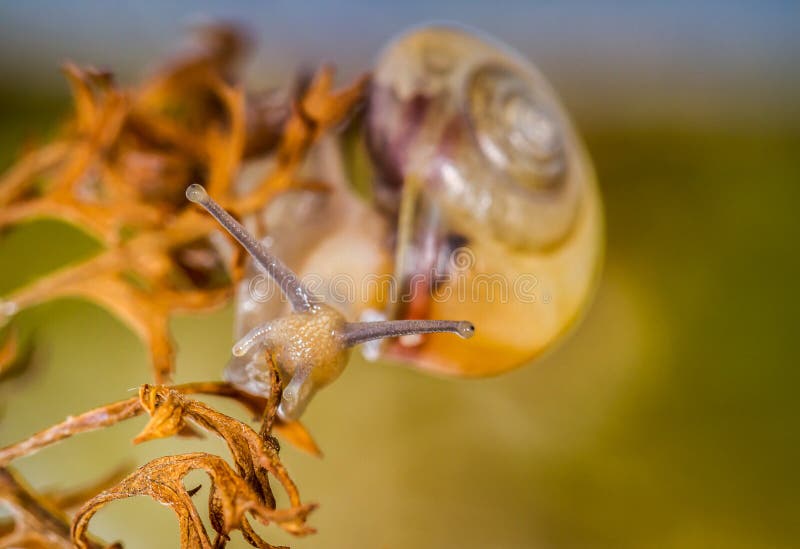 667 Front Snail View Stock Photos - Free & Royalty-Free Stock Photos ...