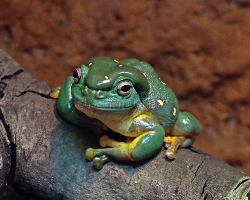 Splendid Tree Frog stock photo. Image of australia, perch - 99772904