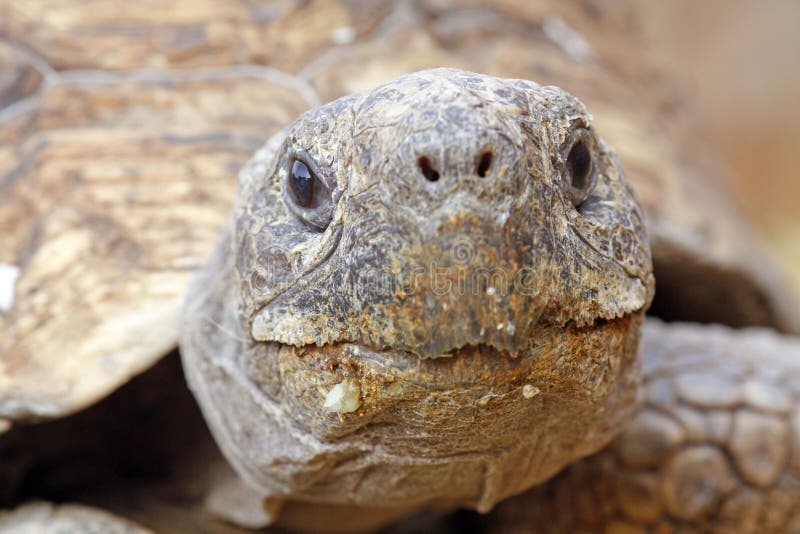 Close Up Frontal Of A Tortoise Face Stock Images - Image: 11061274
