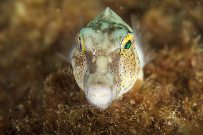 Close-up Frontal View of a Small Colored Fish Stock Image - Image of ...