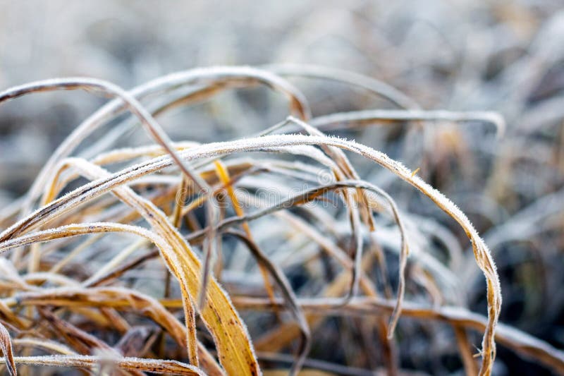 Close-up of Frost-covered Dry Grass in a Meadow Stock Image - Image of ...