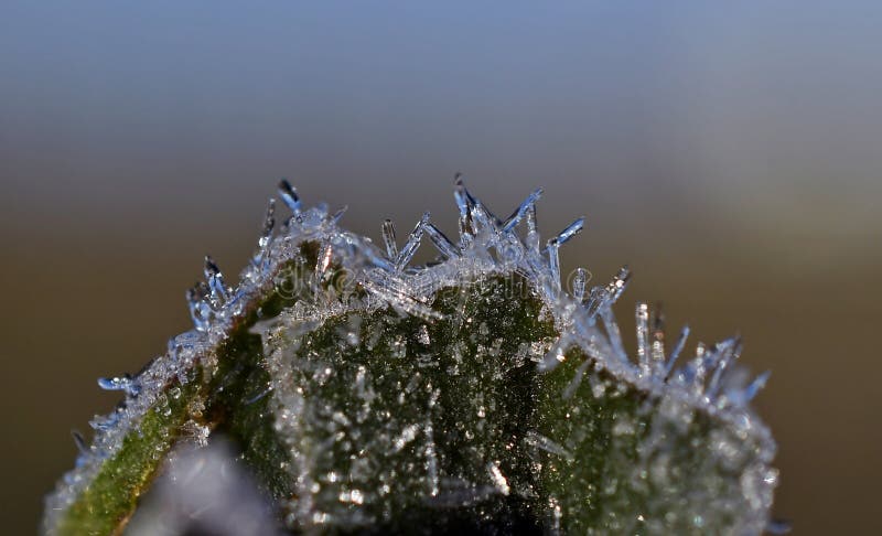 Close-up of Frost on the Edge of a Leaf Stock Image - Image of grass ...