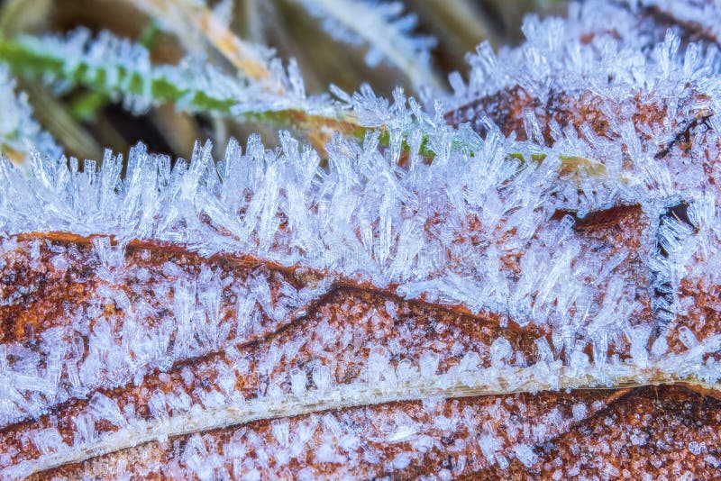 Close-up of Frost Textures on the Leaf. Frost Needles Stock Image ...