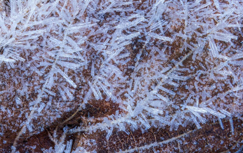 Close-up of Frost Textures on the Leaf. Frost Needles Stock Image ...