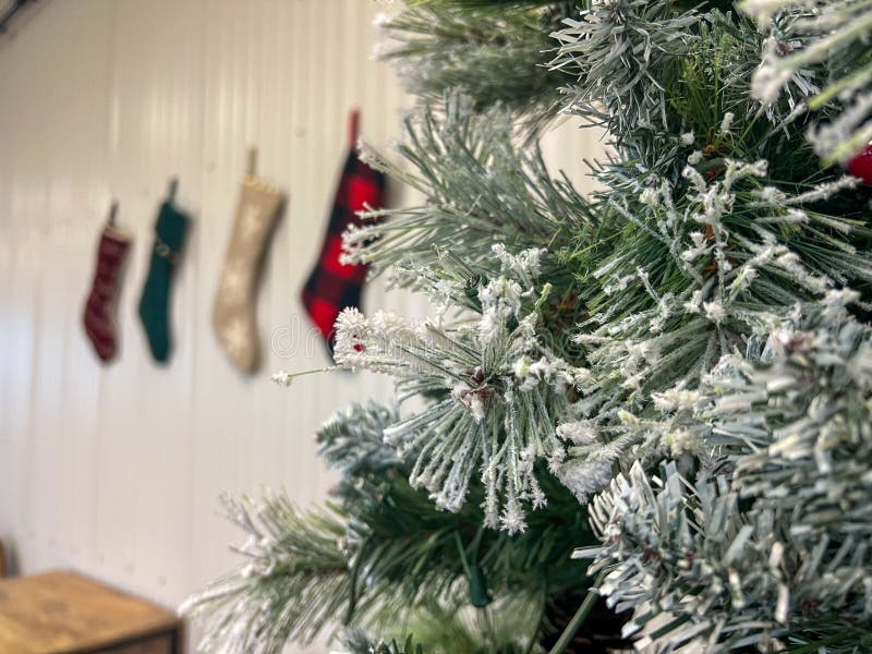Frosted Christmas Tree Branch with Stockings Stock Photo - Image of ... Frosted Christmas Tree Branch with Stockings Stock Photo - Image of ...