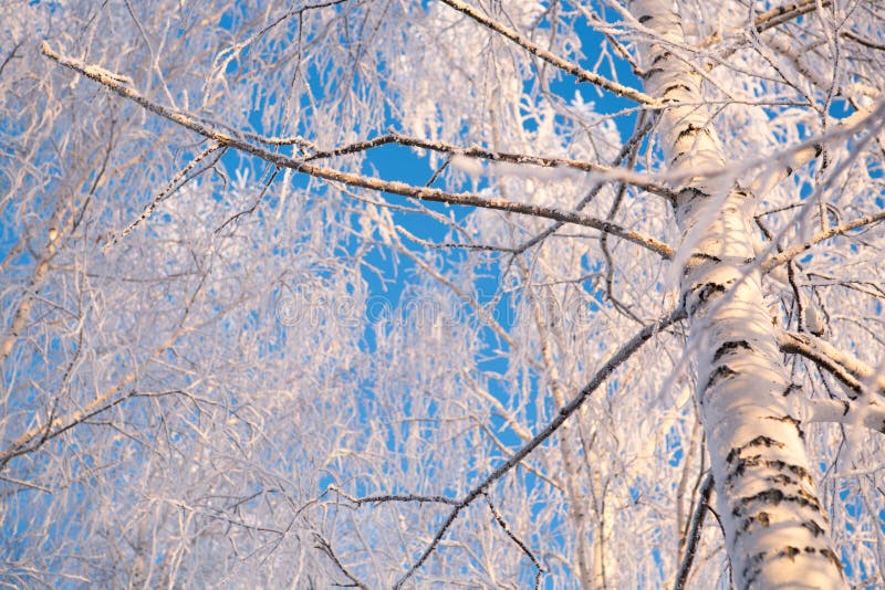 Close Up of Frozen Branches and Snow Falling Against Blue Sky Stock ...