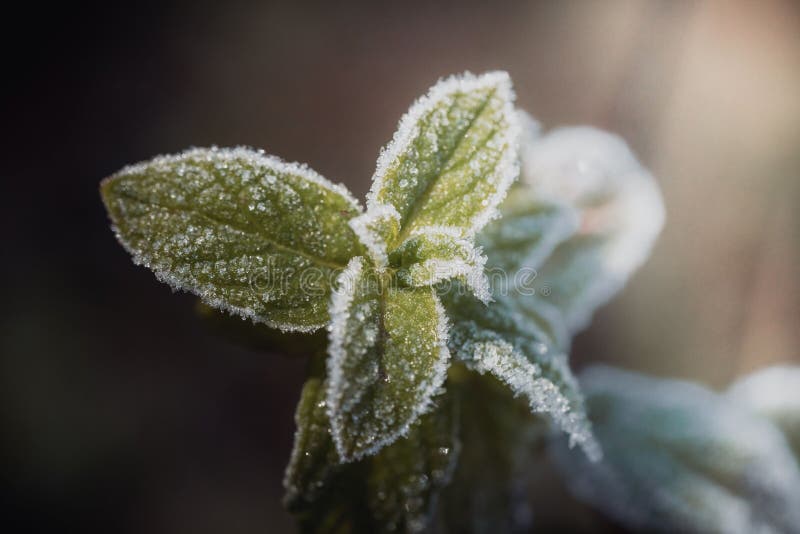 Close-up of Frozen Mint Leaves Stock Photo - Image of color, botany ...