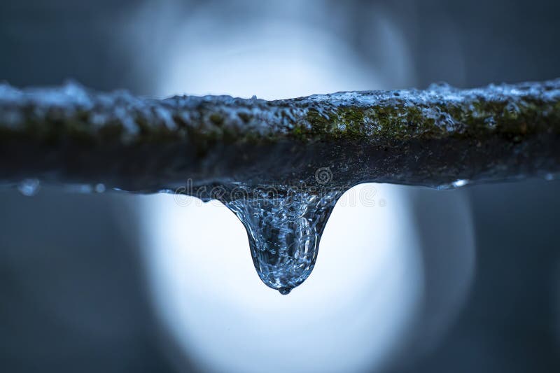 Close-up of a Frozen Raindrop on a Branch Stock Image - Image of winter ...