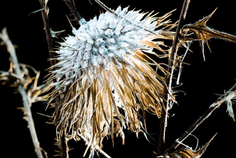 Close Up of Frozen Weed Flower Stock Image - Image of close, thistle ...