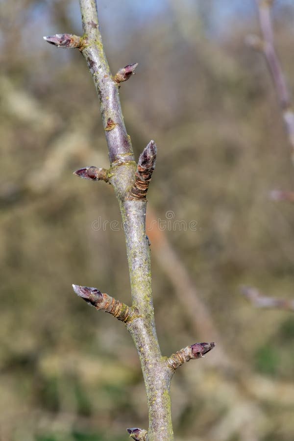 Apple fruit bud stock image. Image of horticulture, buds - 169910395