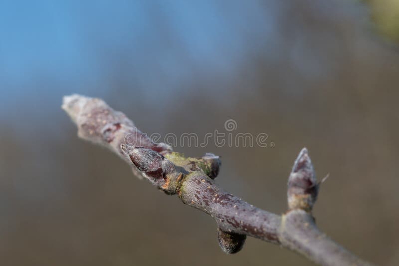Apple fruit bud stock photo. Image of botany, natural - 169910584