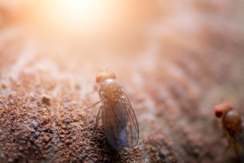 Close-up Fruit fly stock photo. Image of black, invertebrate - 157995538
