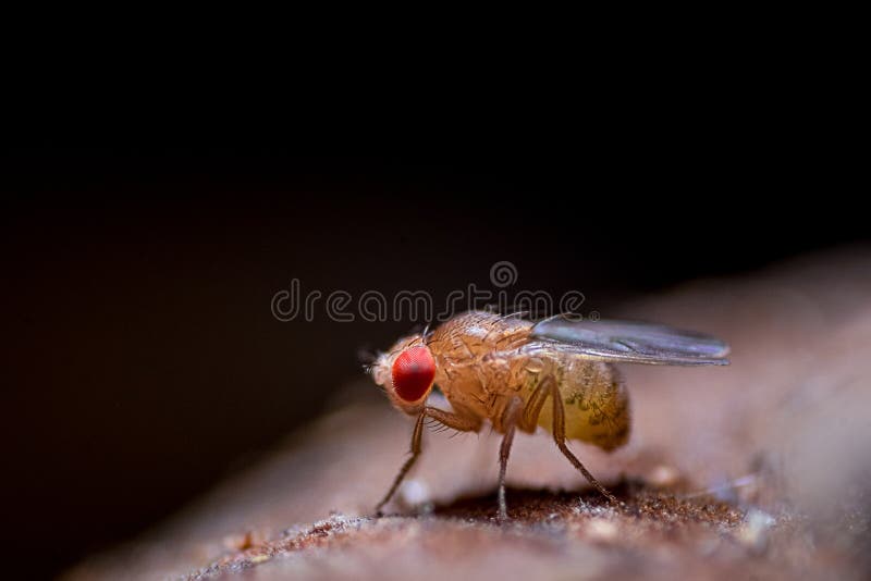 Close-up Fruit fly stock image. Image of insect, common - 157995579