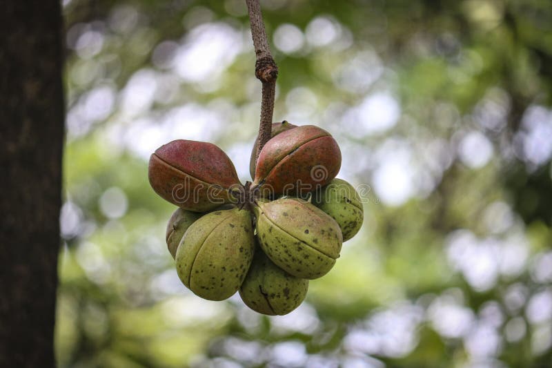 Close-up of the Fruit of the Java Olive Tree Stock Photo - Image of ...