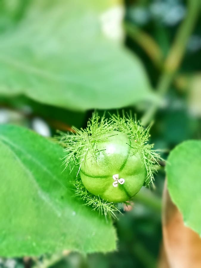 Close-up of the Fruit of the Rambusa Plant Which Usually Grows Wild and ...