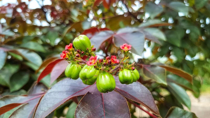 Close Up of the Fruit of the Red Castor Plant Stock Photo - Image of ...