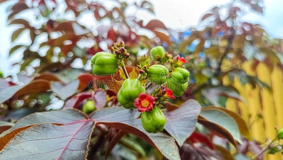 Close Up of the Fruit of the Red Castor Plant Stock Photo - Image of ...