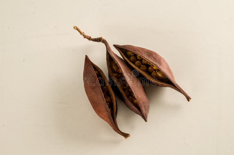 Close-up of fruit seeds stock photo. Image of equipment - 174996574