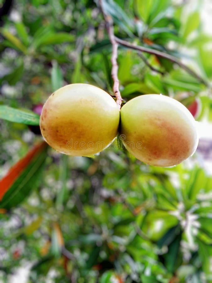Close-up of Fruit that is Starting To Ripen with a Reddish Color Stock ...