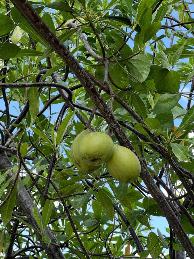 Close Up Fruit of Suicide Tree or Pong Pong Stock Photo - Image of ...