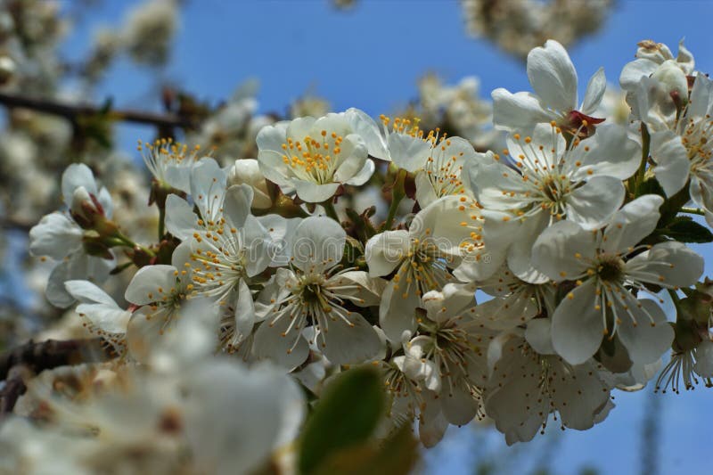 Close-up of Fruit Tree Blossom in the Garden Under Stock Photo - Image ...