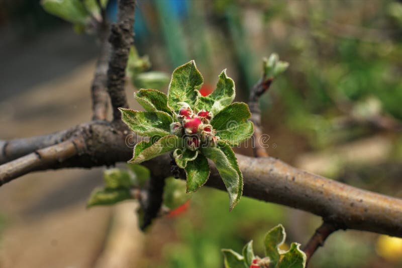 Close-up of Fruit Tree Blossom in the Garden Under Stock Photo - Image ...