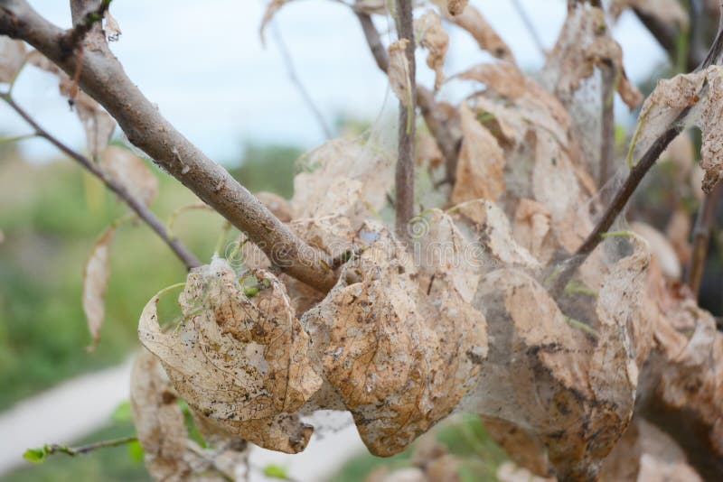 119 Branch Defoliate Stock Photos - Free & Royalty-Free Stock Photos ...