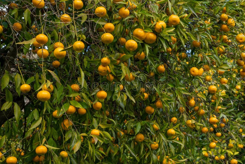 Close Up of a Fruit Tree Laden with Clementines Stock Photo - Image of ...