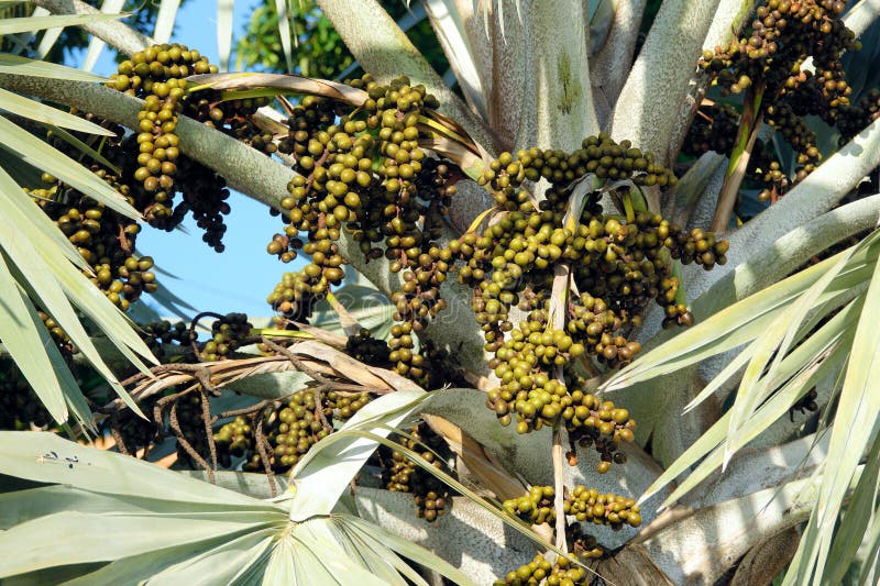 Corypha umbraculifera stock image. Image of plant, umbraculifera ...