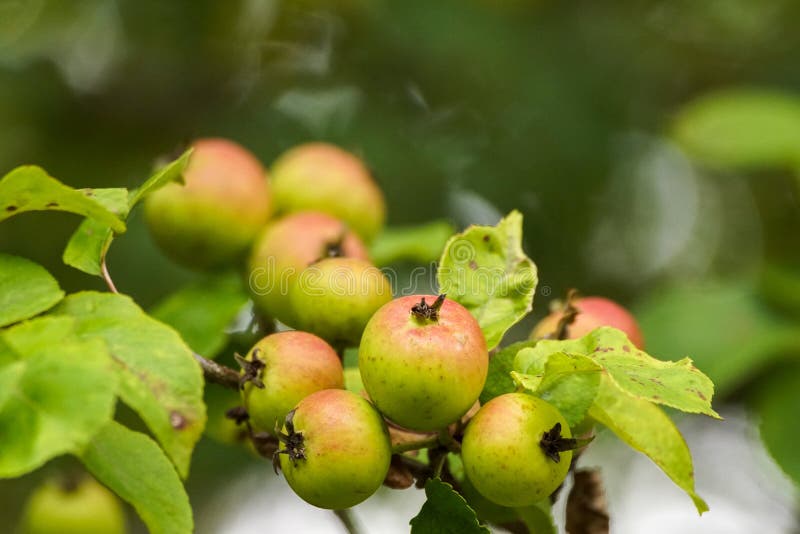 Close Up of Fruits Growing on Tree Stock Image - Image of tree, natural ...