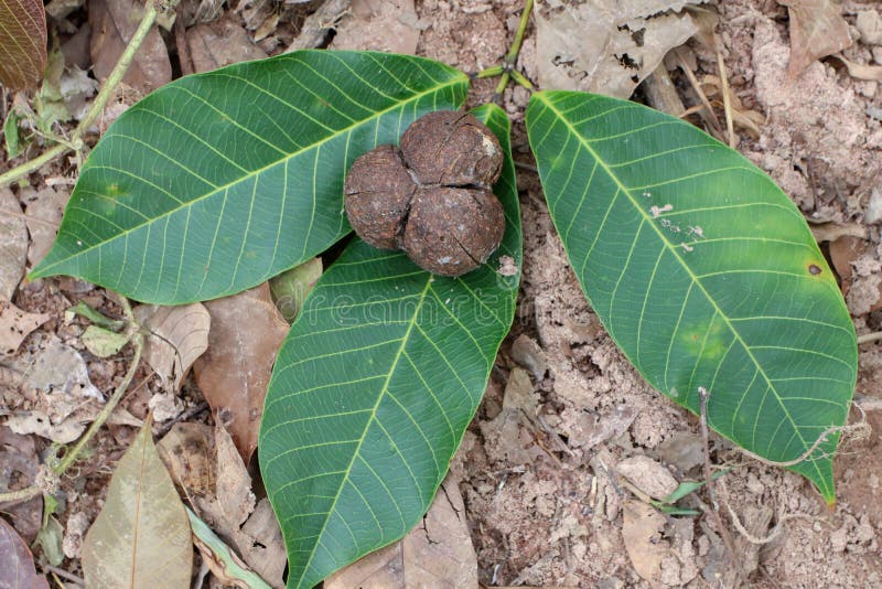 Fruits and Leaves of Rubber Trees Stock Image - Image of sunlight ...
