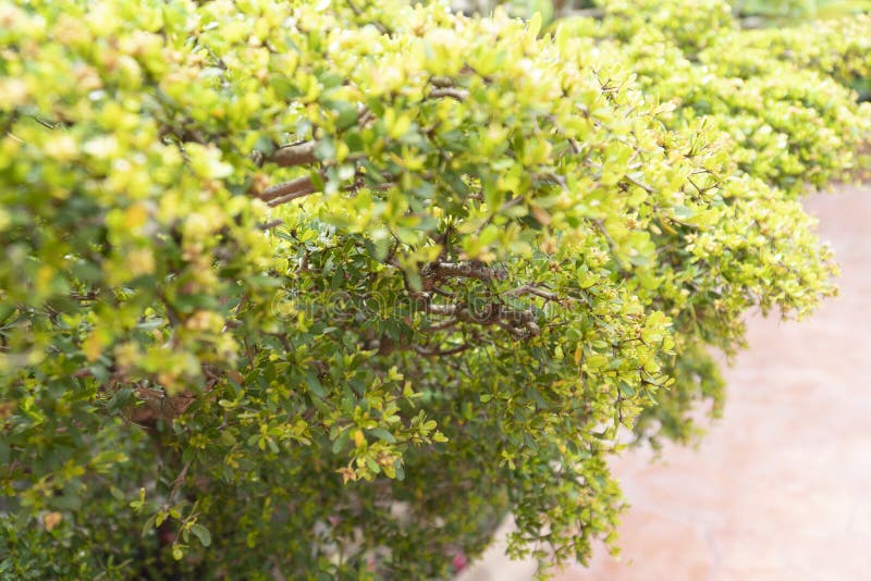 Close Up of Fukien Tea Tree Stock Photo - Image of carmona, retusa ...