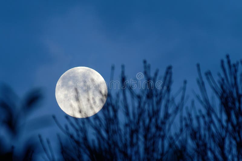 333 Moon Behind Tree Branches Stock Photos - Free & Royalty-Free Stock ...