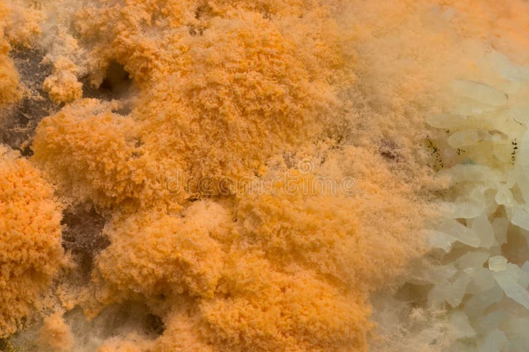 Close up of fungus on rice stock image. Image of food - 280825149