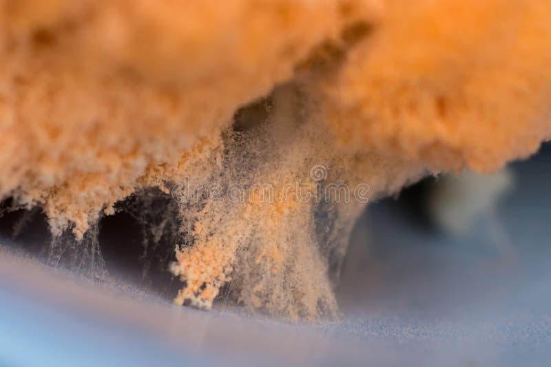 Close up of fungus of rice stock image. Image of biology - 280825165