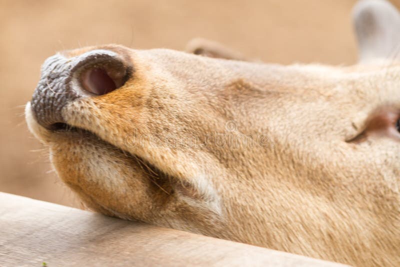 Close-up on a Funny Deer Face Stock Photo - Image of face, outdoor ...