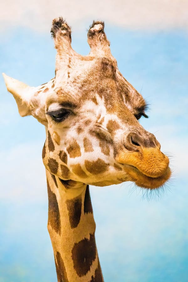Close up funny giraffe stock photo. Image of ecology - 17155616