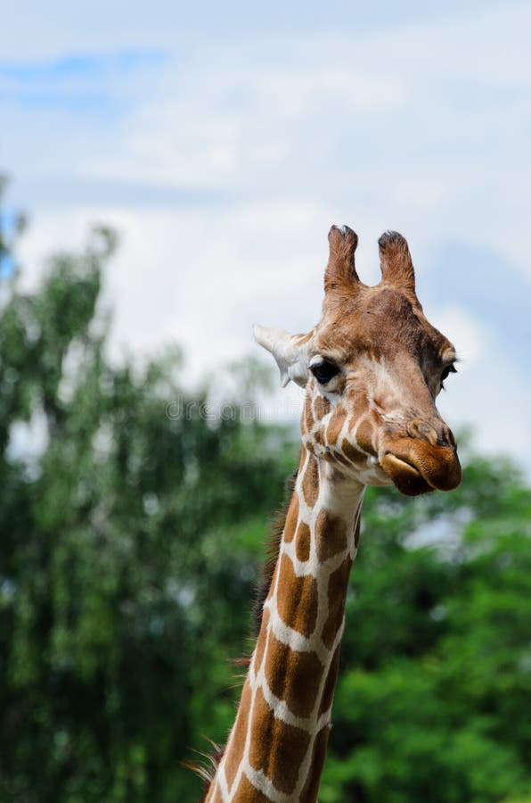 Close-up of Funny Looking Giraffe Stock Photo - Image of funny, giraffe ...