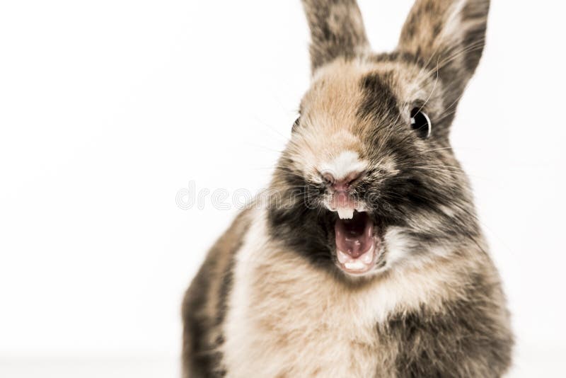 Close-up of a Rabbit Who Was Playing Stock Photo - Image of outdoors ...