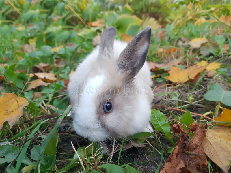 Close Up.funny Rabbit Looking at the Camera Stock Image - Image of ...
