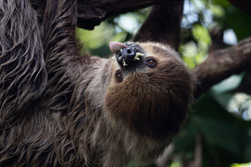 Close up a funny sloth stock photo. Image of sloth, portrait - 232855078