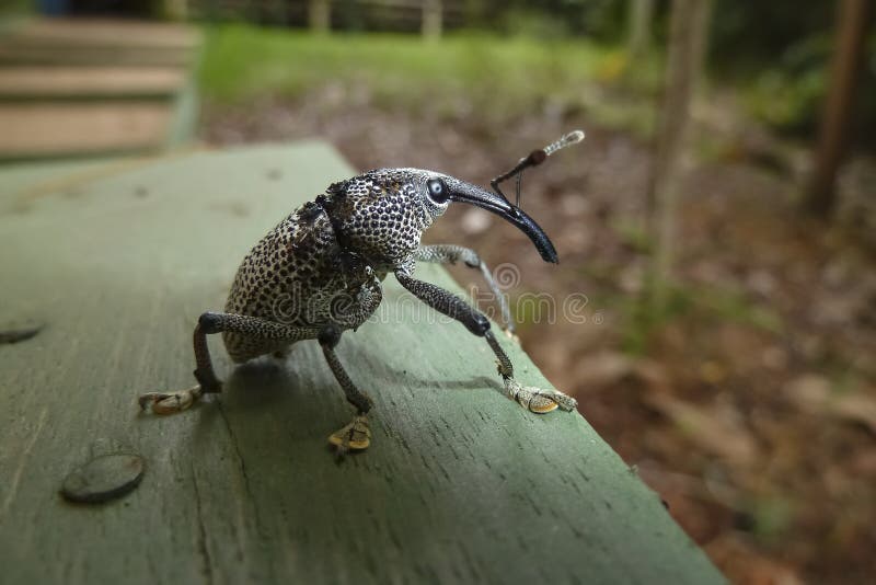 Close-up of Funny Tropical Beetle, Amazon Rainforest, Brazil Stock ...