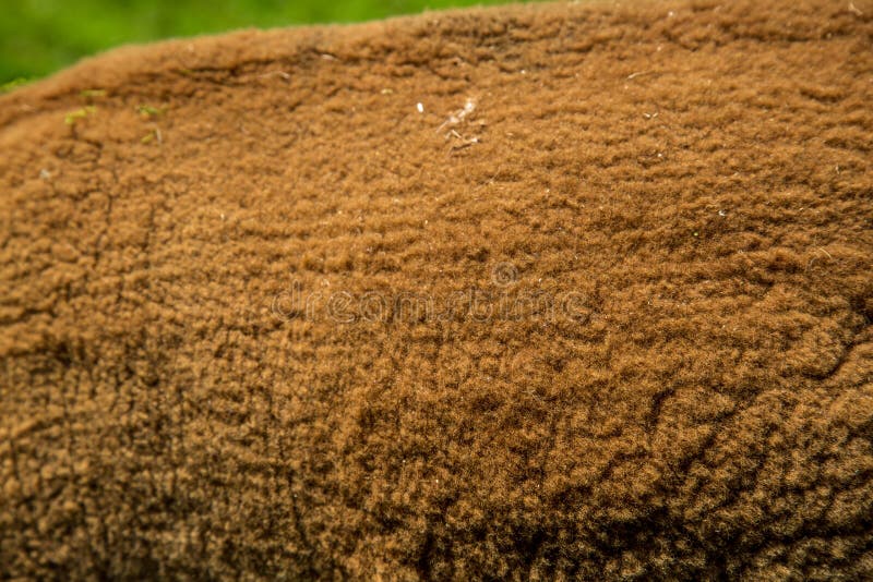 Close Up of the Fur of a Brown Alpaca Stock Image - Image of wool, wild ...