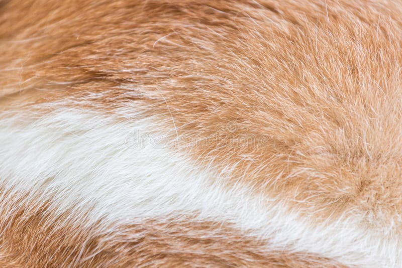 Close up of fur of a cat stock image. Image of hair - 152925929