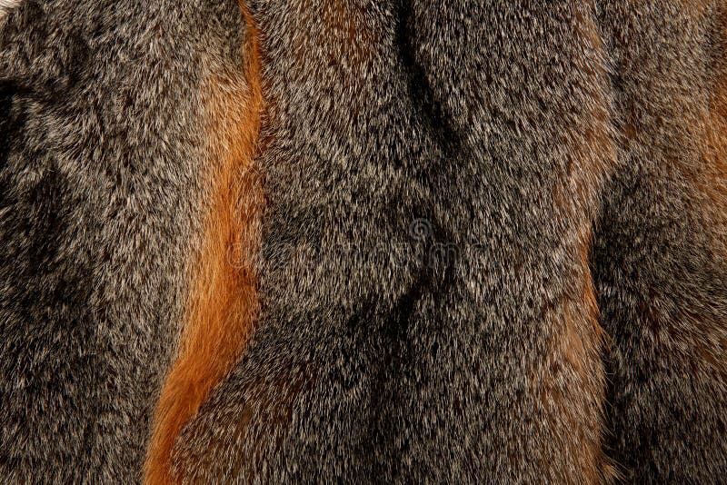 Close-up of a fur coat stock photo. Image of fluffy - 259276950